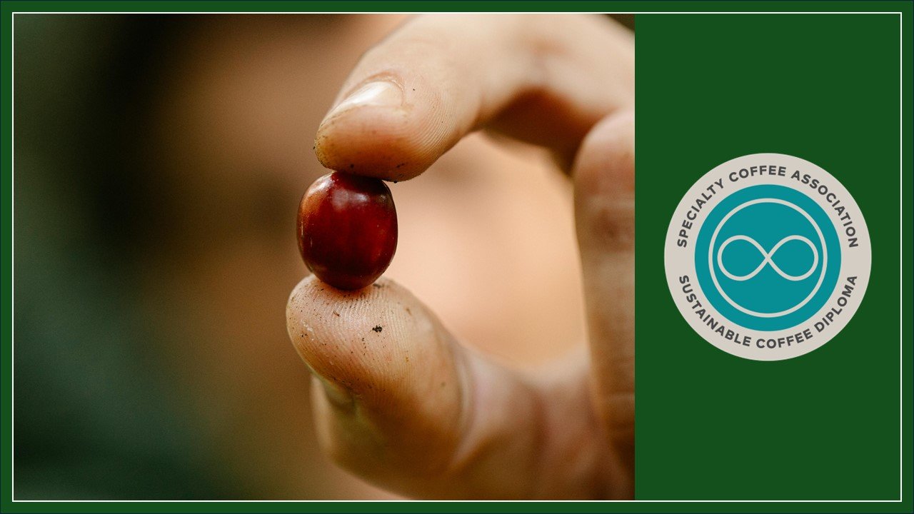 SCA永續發展咖啡文憑 Sustainable Coffee Diploma–咖啡產業技能文憑 - SCA國際咖啡師證照課程｜拉花課程｜烘豆 ...